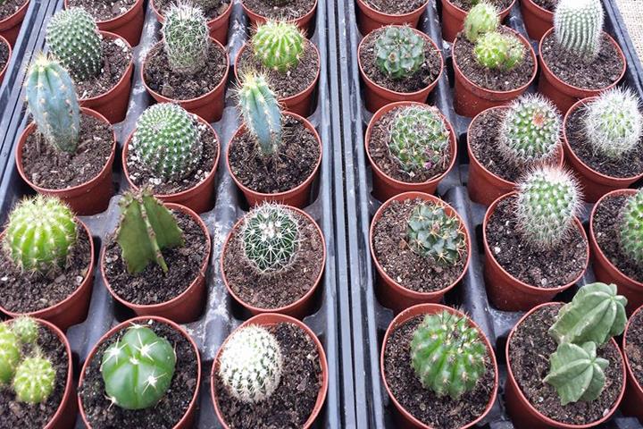 Dutch Meadows Garden Center & Landscaping - Garden Centers - Pella, IA