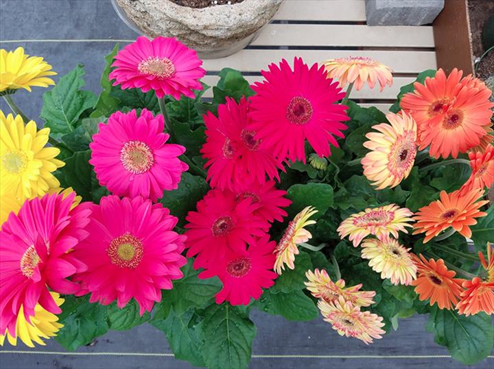 Dutch Meadows Garden Center & Landscaping - Pella, IA