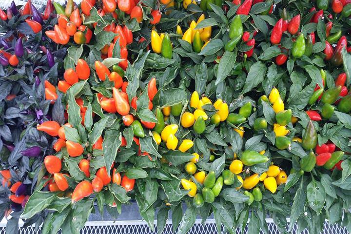 Dutch Meadows Garden Center & Landscaping - Pella, IA