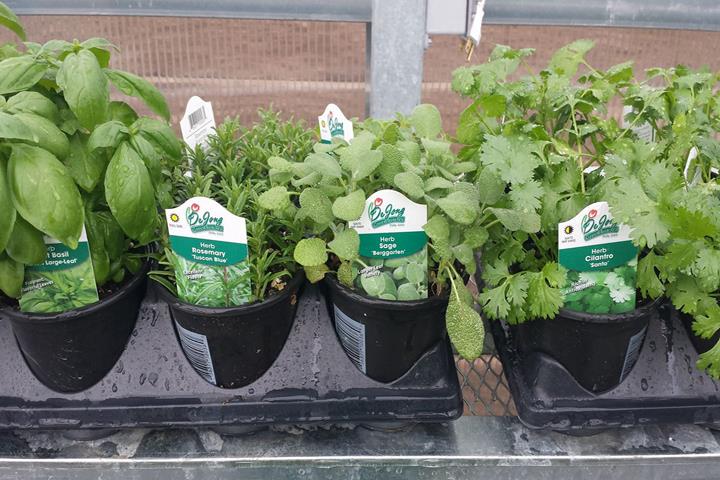 Dutch Meadows Garden Center & Landscaping - Pella, IA