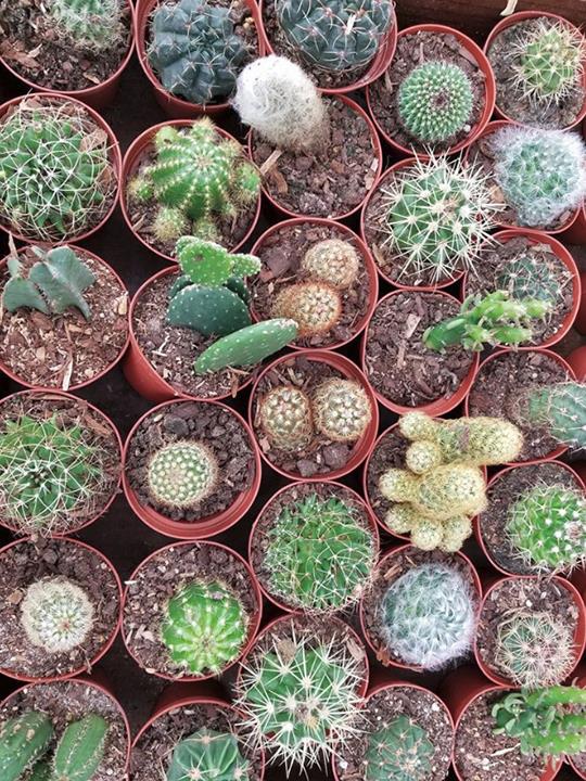 Dutch Meadows Garden Center & Landscaping - Pella, IA