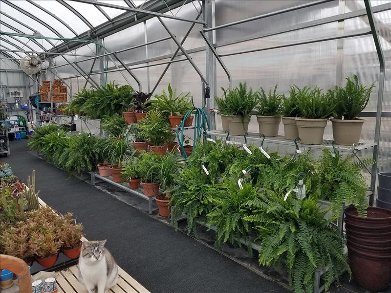 Dutch Meadows Garden Center & Landscaping - Pella, IA