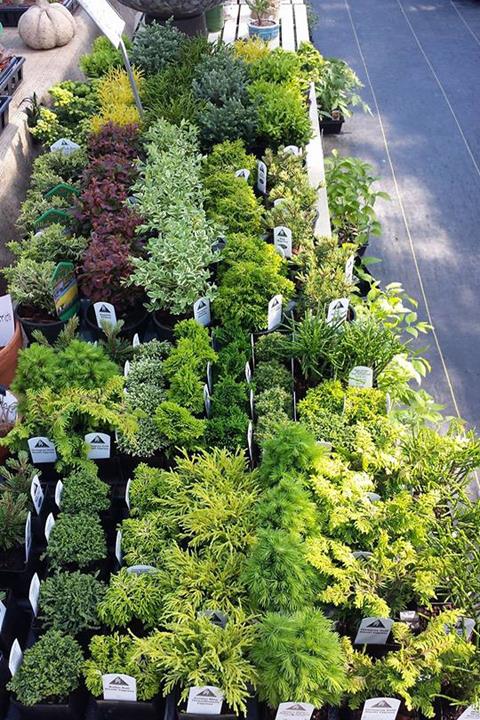 Dutch Meadows Garden Center & Landscaping - Pella, IA